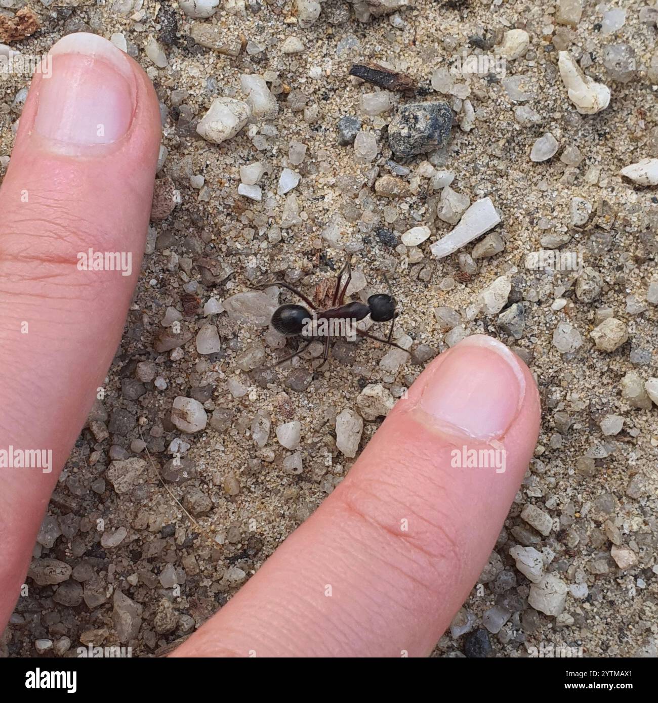 Giant Sugar Ant (Camponotus intrepidus Stock Photo - Alamy