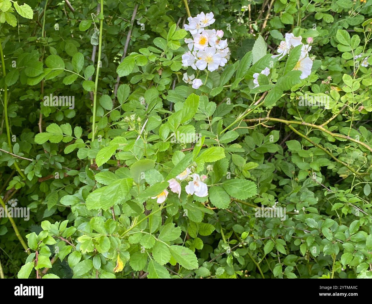 multiflora rose (Rosa multiflora Stock Photo - Alamy