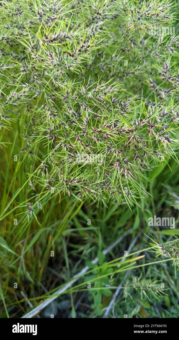 Bulbous Bluegrass (Poa bulbosa Stock Photo - Alamy