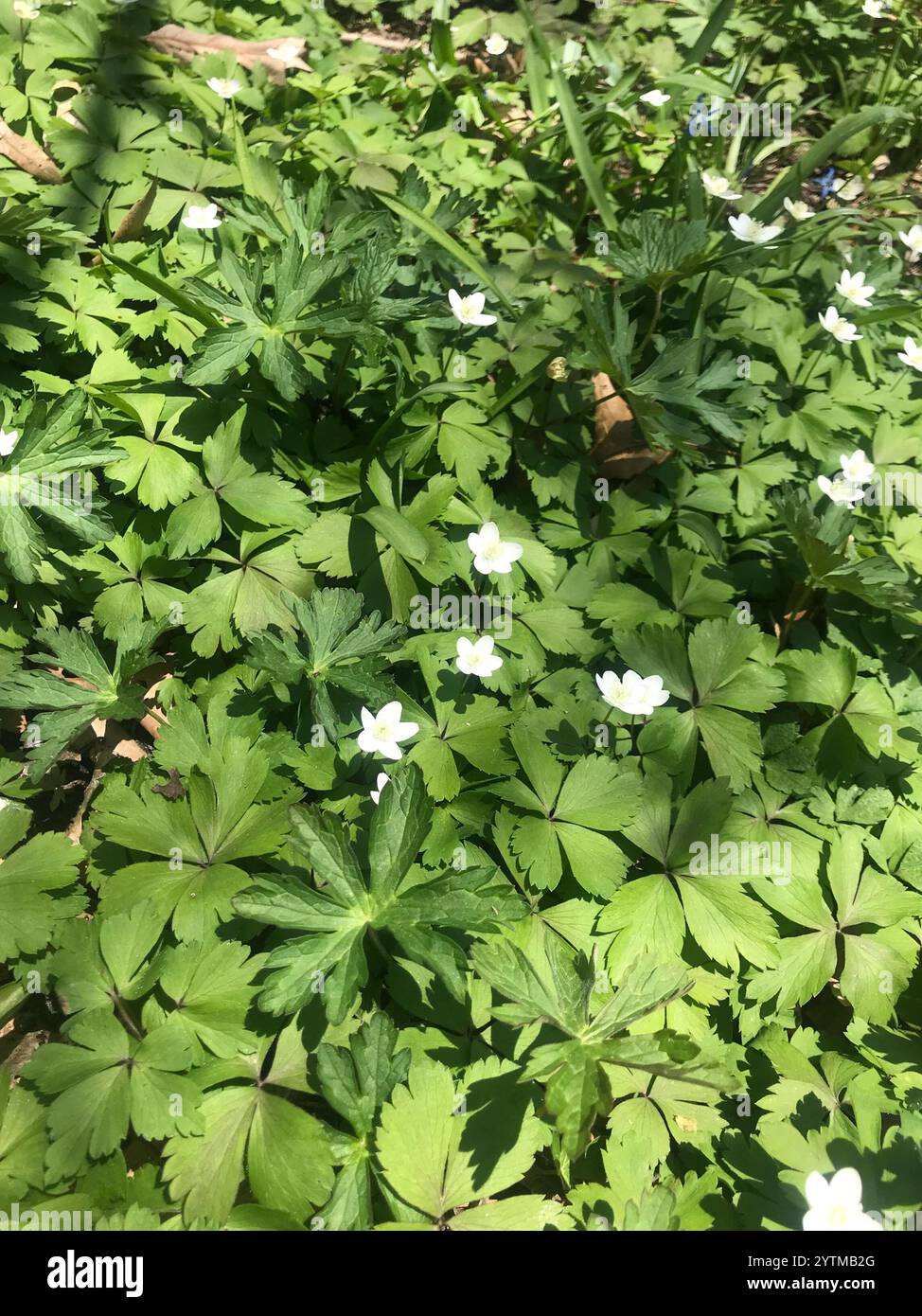 wood anemone (Anemonoides quinquefolia Stock Photo - Alamy