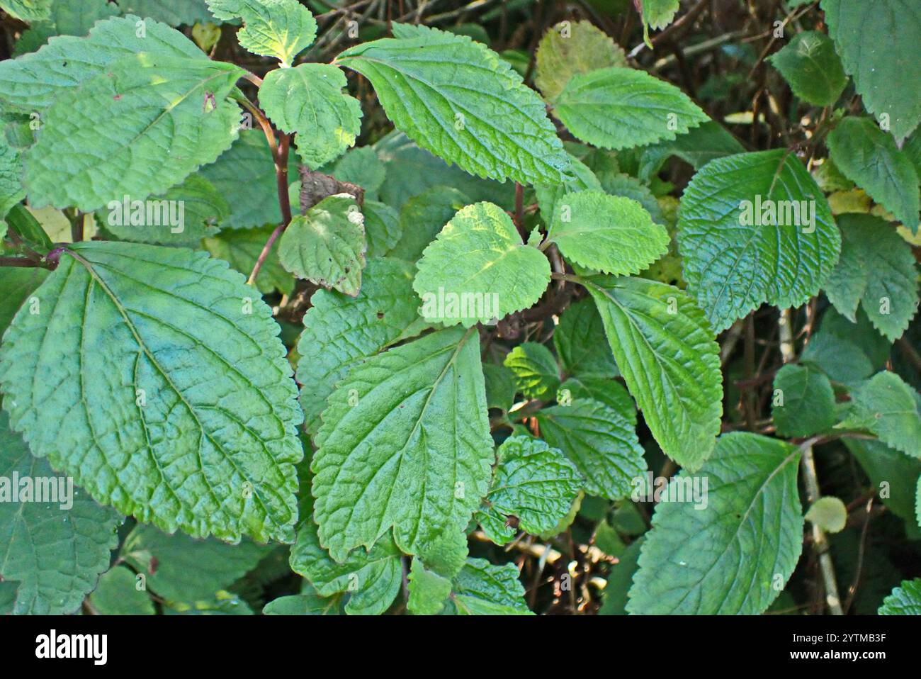 pink fly bush (Plectranthus fruticosus Stock Photo - Alamy