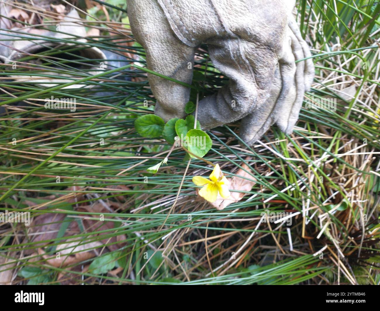 Redwood Violet (Viola sempervirens Stock Photo - Alamy