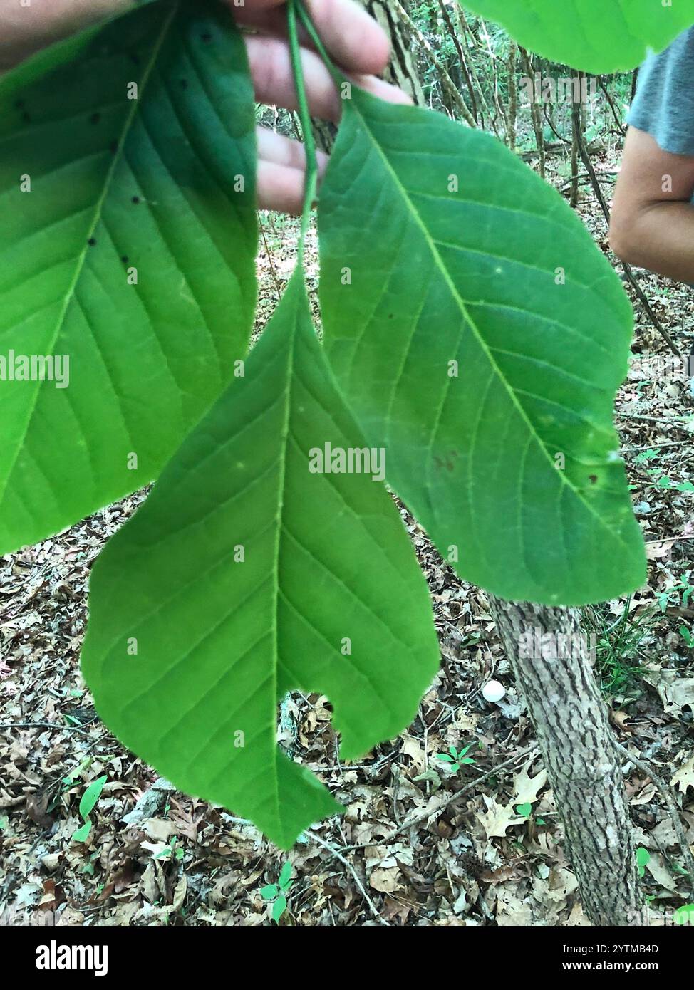 Cucumber-tree (Magnolia acuminata Stock Photo - Alamy