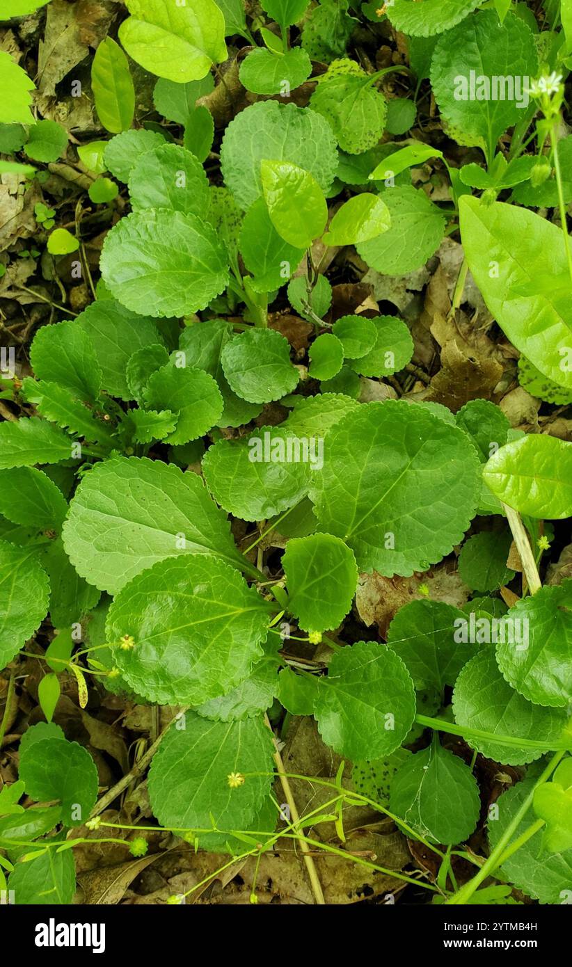 roundleaf ragwort (Packera obovata Stock Photo - Alamy