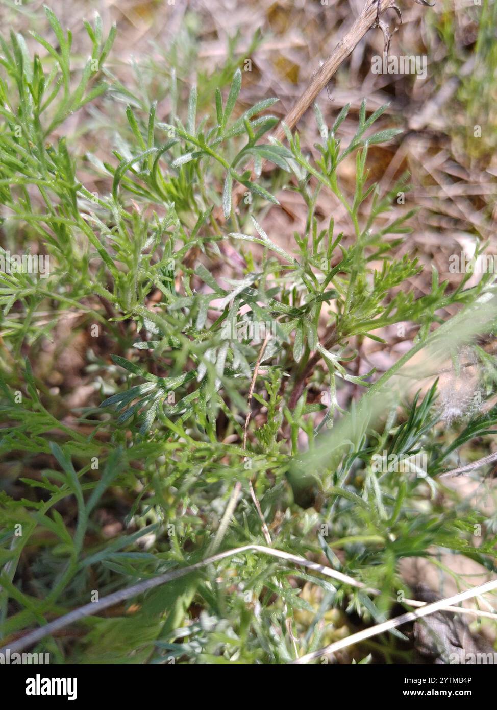 Field Sagewort (Artemisia campestris Stock Photo - Alamy