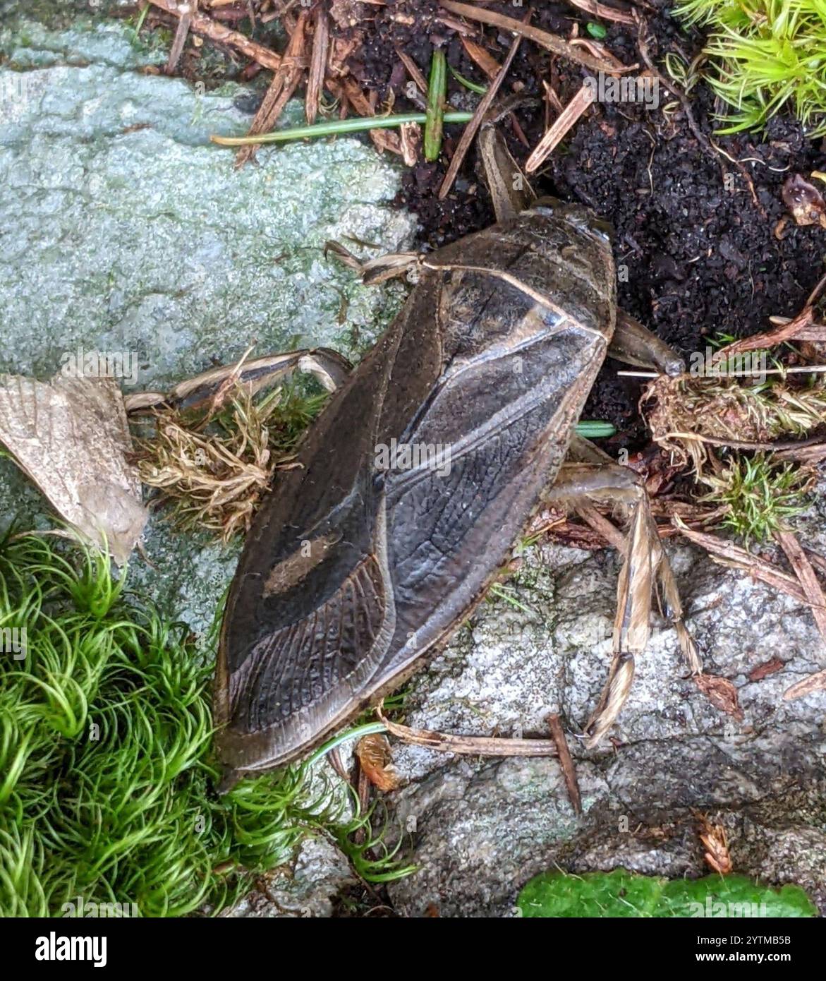 American Giant Water Bug (Lethocerus americanus Stock Photo - Alamy