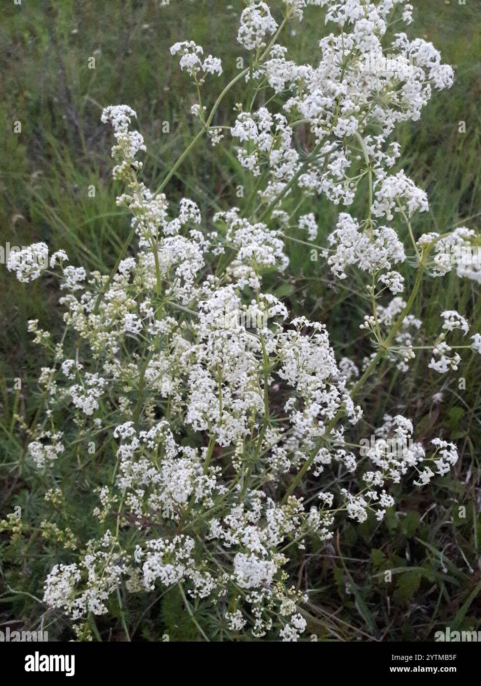 white bedstraw (Galium album Stock Photo - Alamy