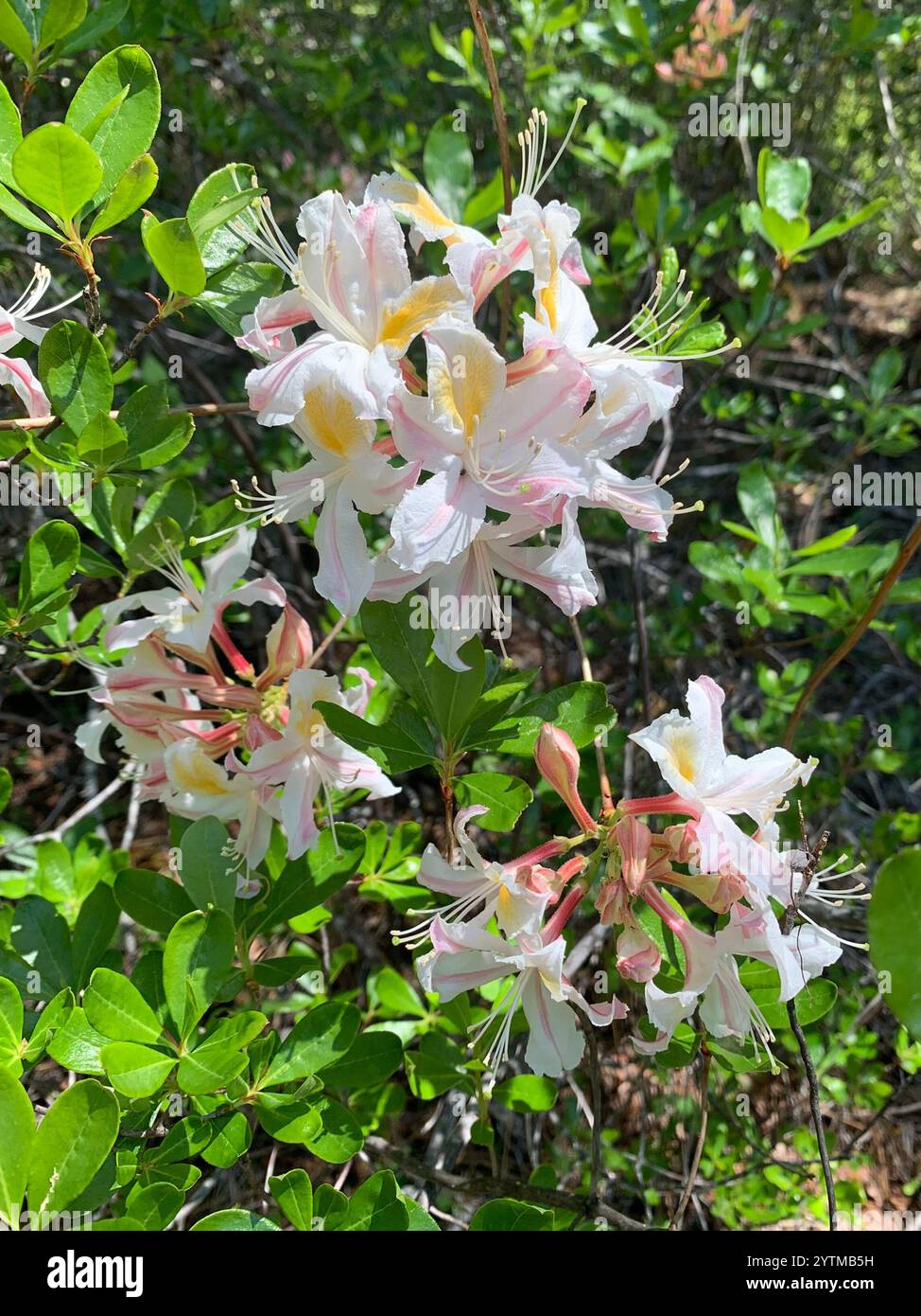 western azalea (Rhododendron occidentale Stock Photo - Alamy