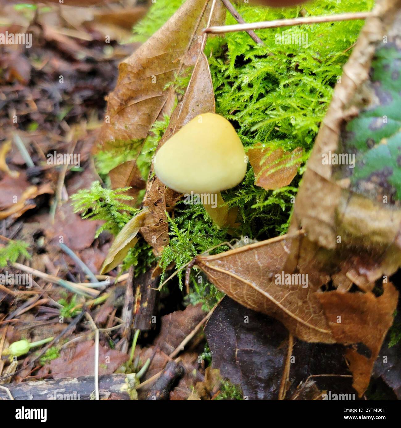 Sulphur Tuft (Hypholoma fasciculare Stock Photo - Alamy