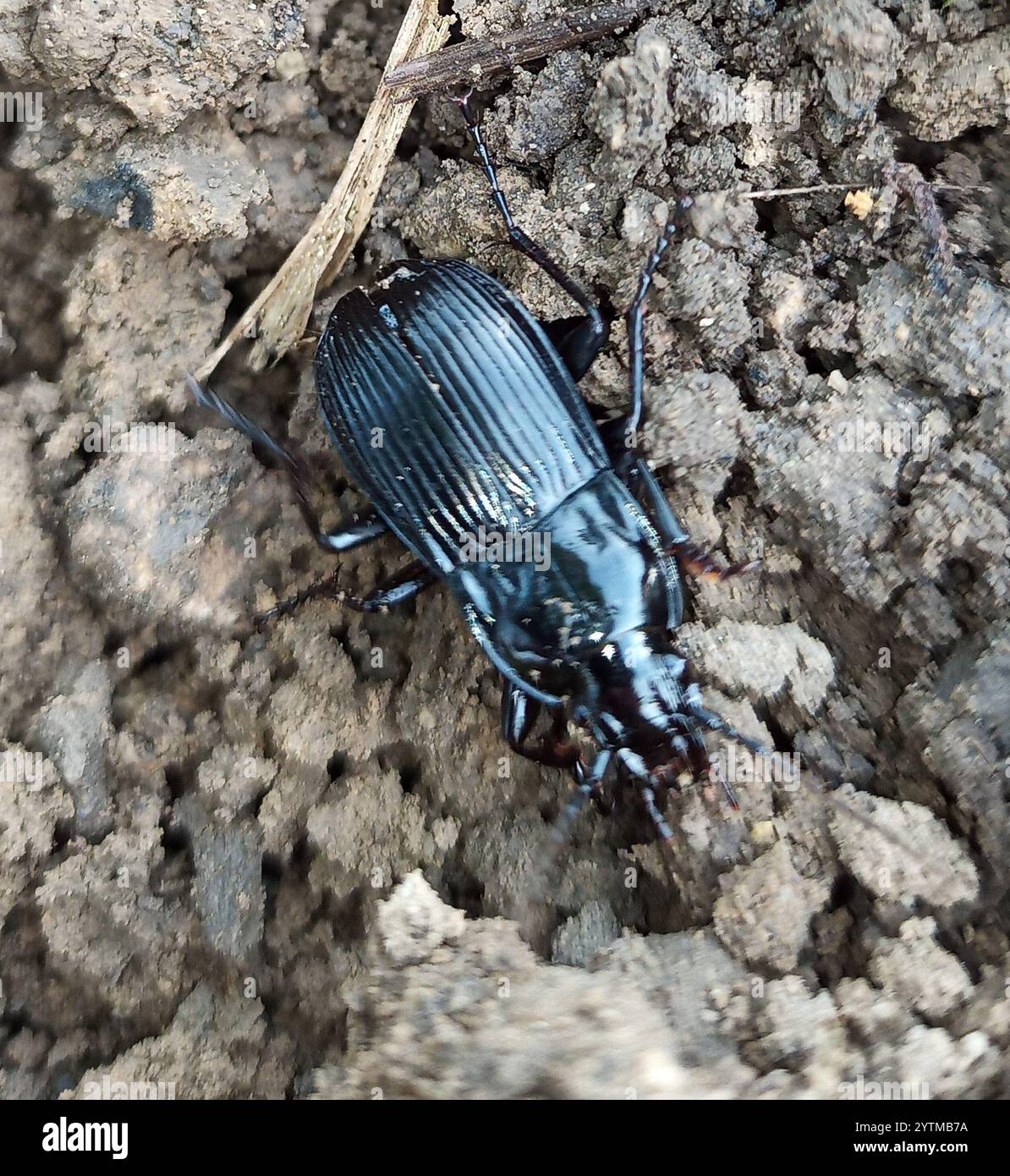 Abax hi-res stock photography and images - Alamy