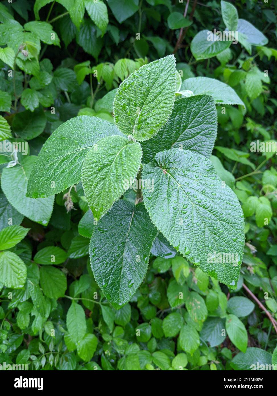 Wayfaring-tree (Viburnum lantana Stock Photo - Alamy