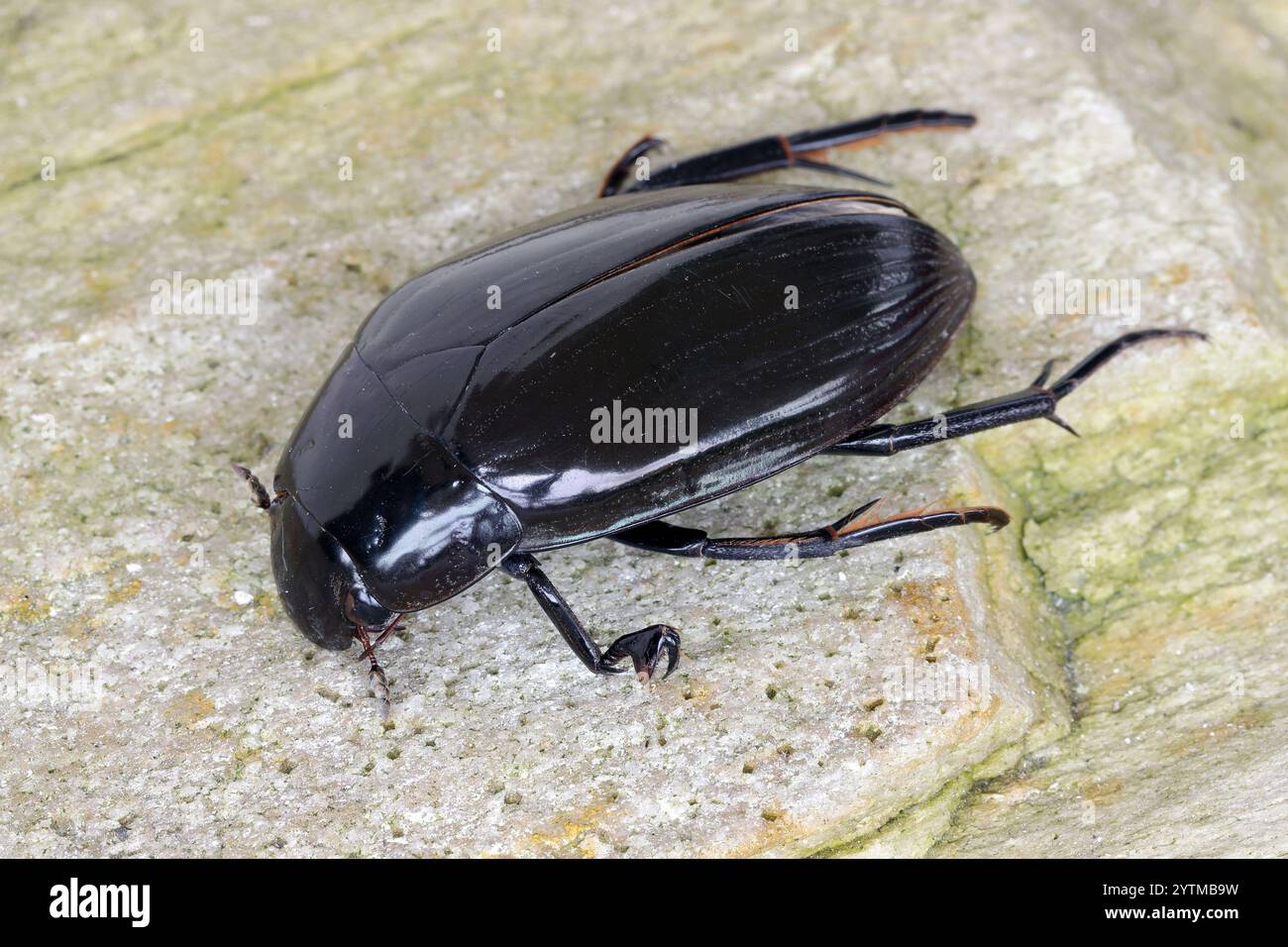 Greater silver beetle, Great black water beetle, Great silver water ...