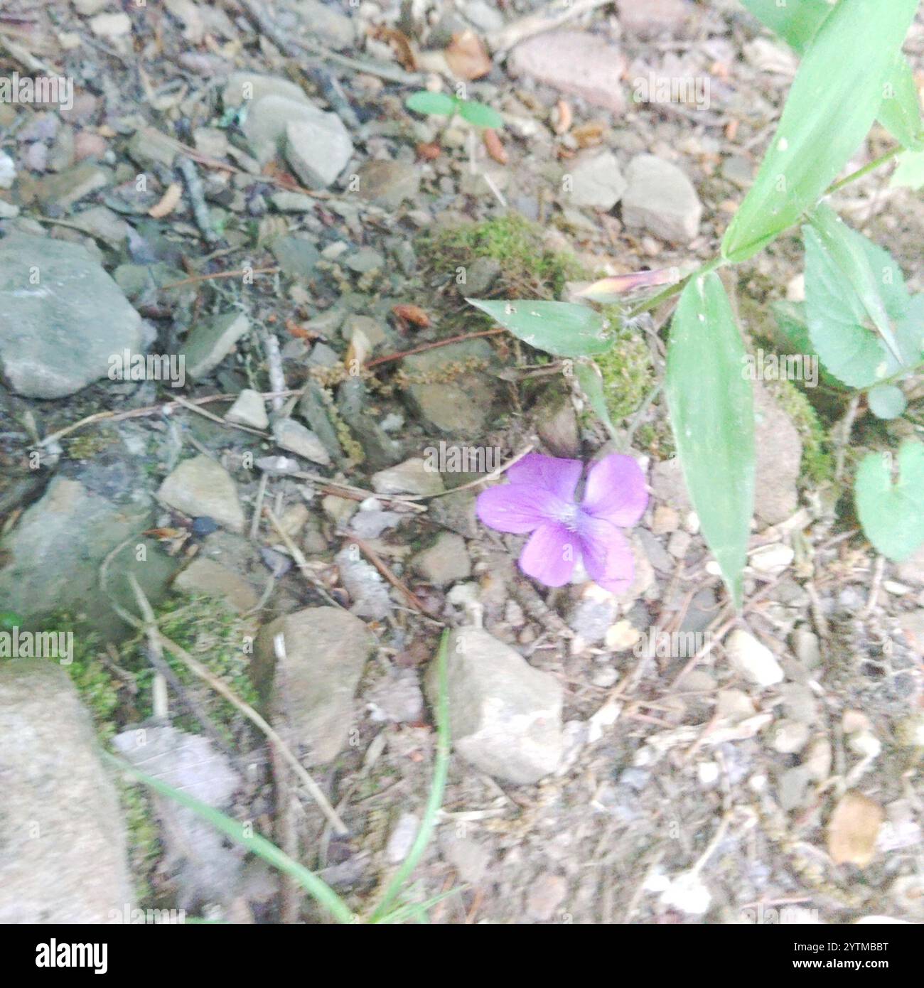 three-lobed violet (Viola palmata Stock Photo - Alamy
