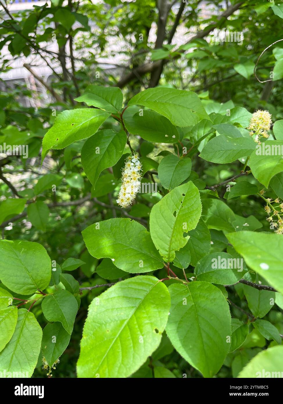 chokecherry (Prunus virginiana Stock Photo - Alamy