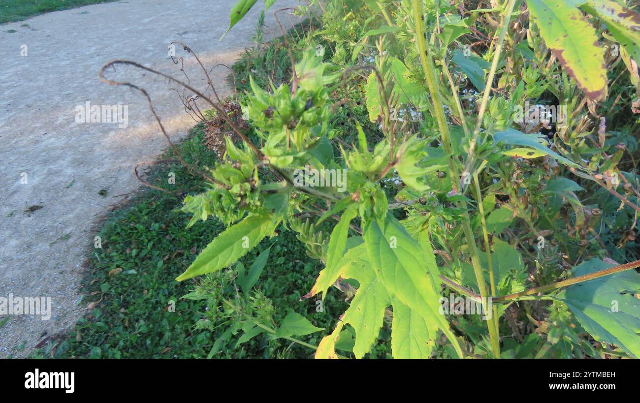 giant ragweed (Ambrosia trifida Stock Photo - Alamy