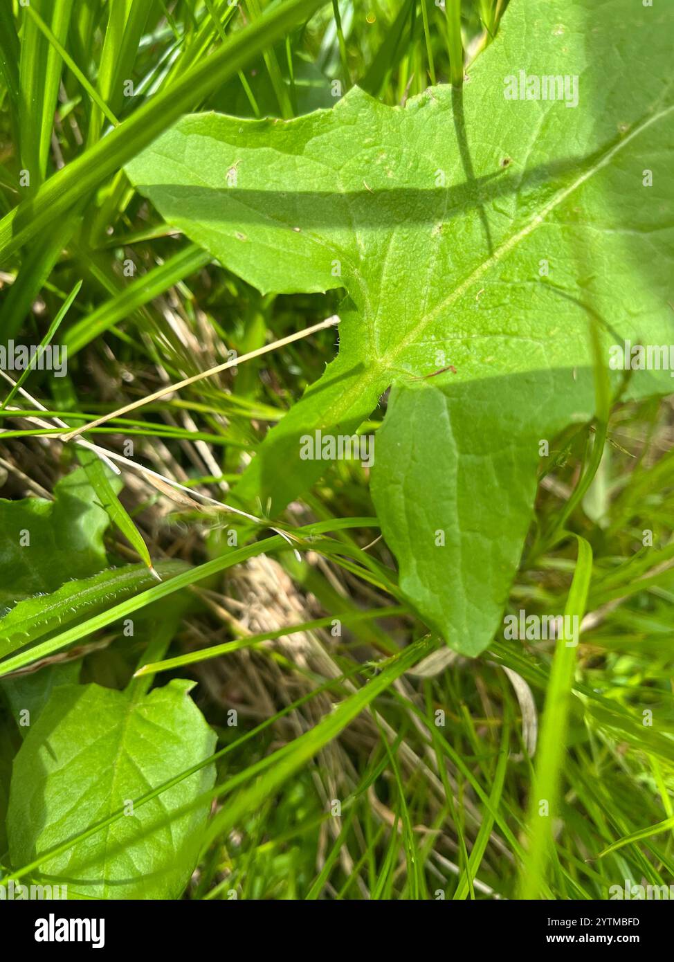 Nabalus crepidineus hi-res stock photography and images - Alamy