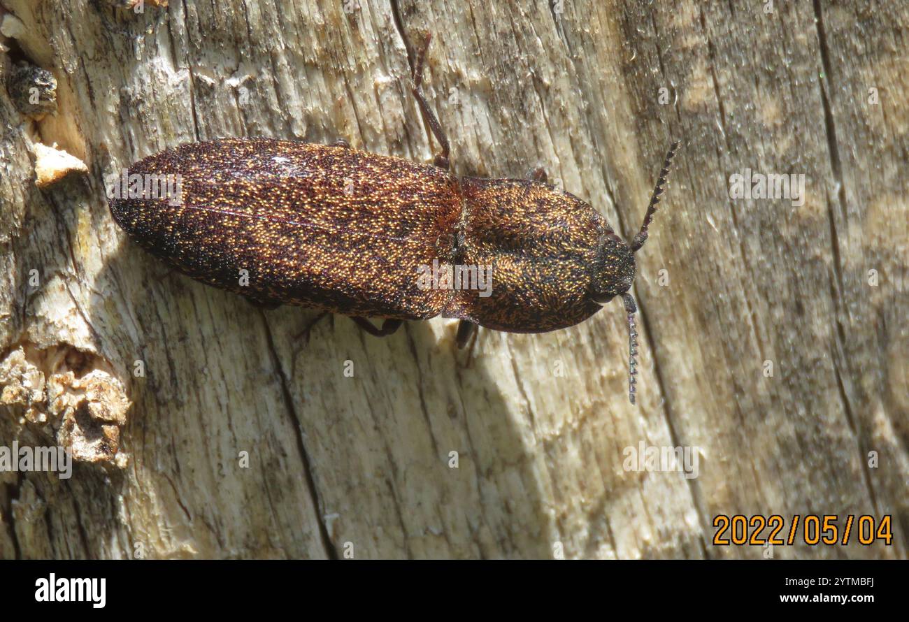 Lacon hi-res stock photography and images - Alamy