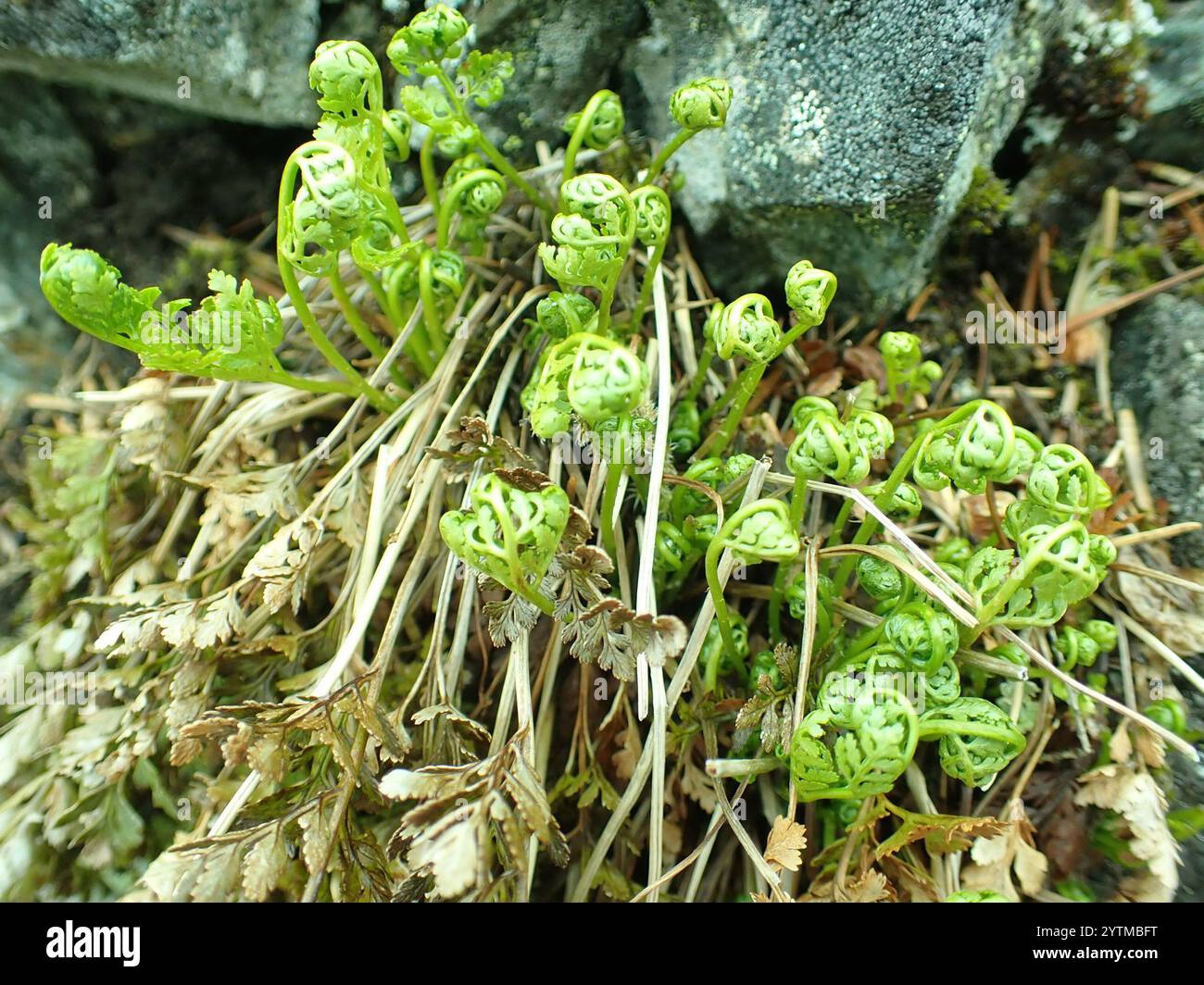 American parsley fern (Cryptogramma acrostichoides Stock Photo - Alamy