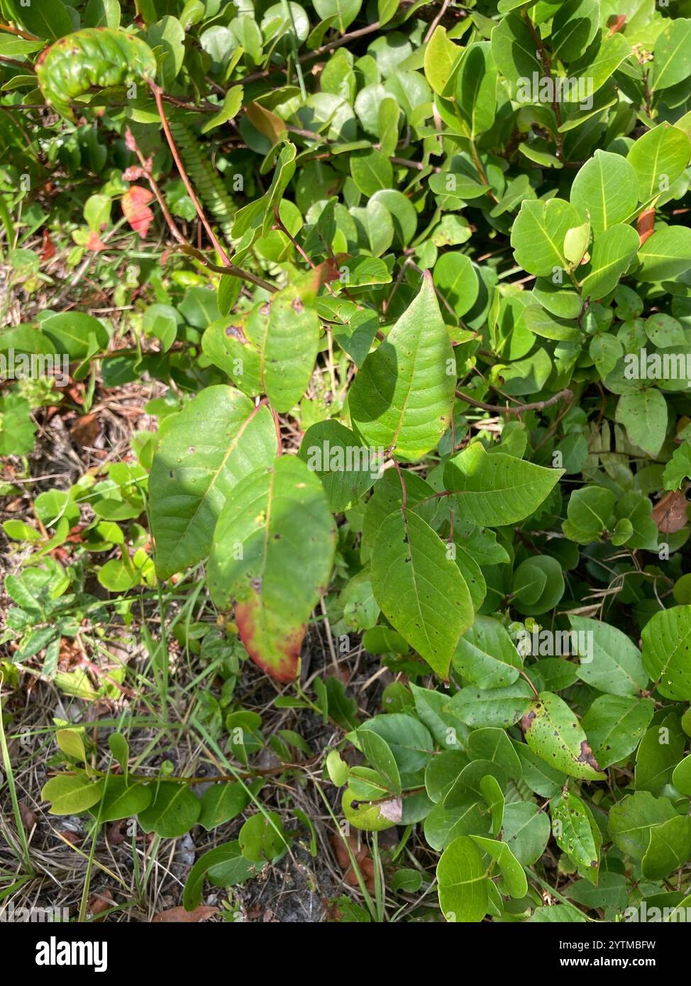 eastern poison ivy (Toxicodendron radicans Stock Photo - Alamy
