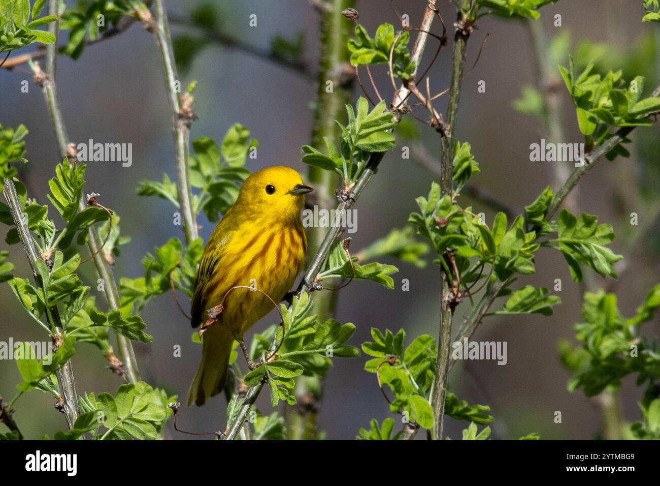 Yellow Warbler (Setophaga petechia Stock Photo - Alamy