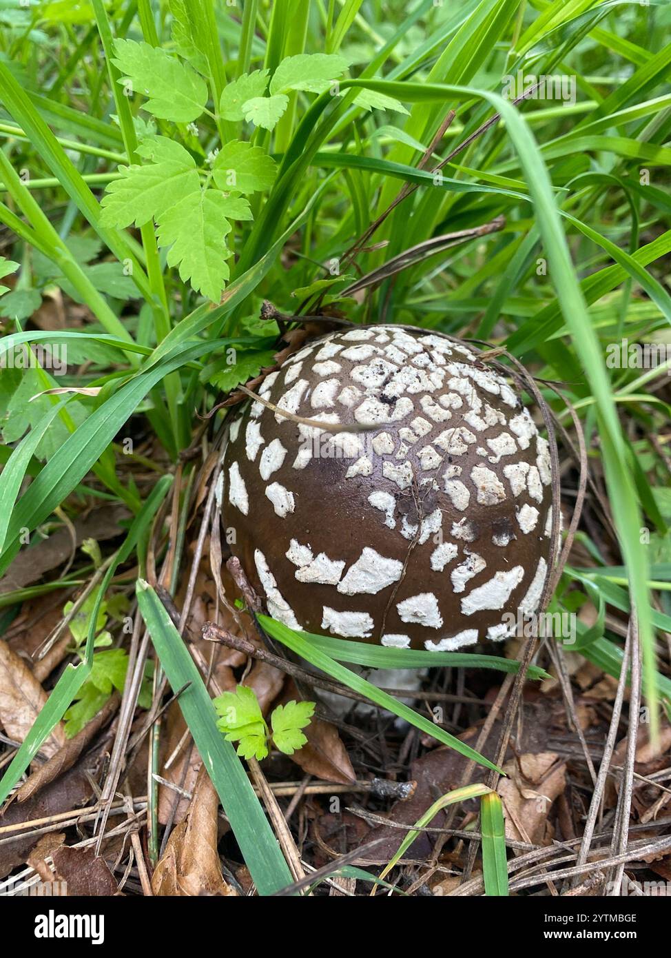 Amanita ser. Pantherinae (Pantherinae Stock Photo - Alamy