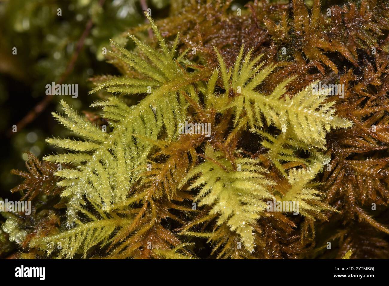 Oregon Beaked Moss (Kindbergia oregana Stock Photo - Alamy