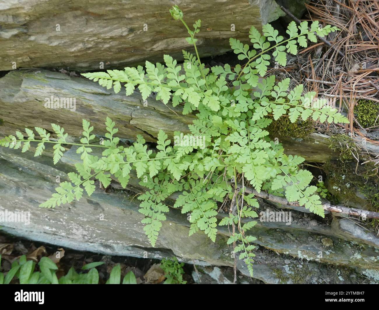 fragile ferns (Cystopteris Stock Photo - Alamy