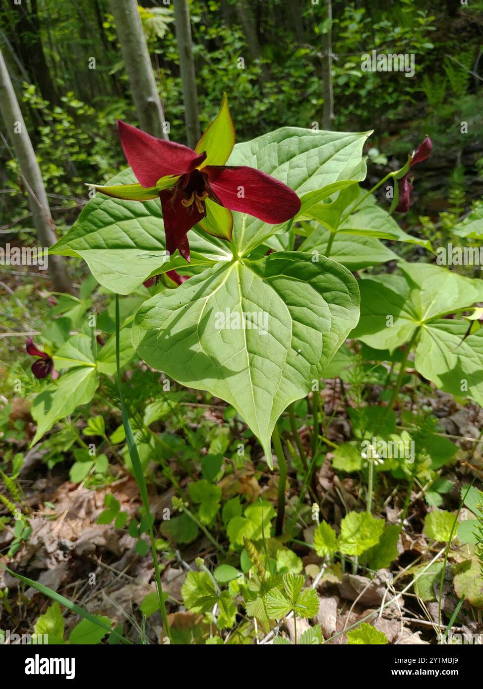 red trillium (Trillium erectum Stock Photo - Alamy