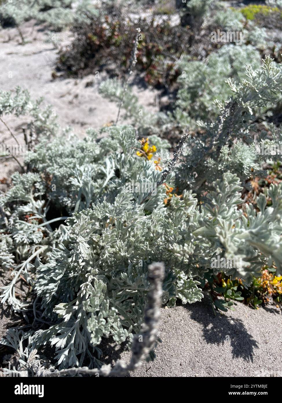 Pycnocephala hi-res stock photography and images - Alamy