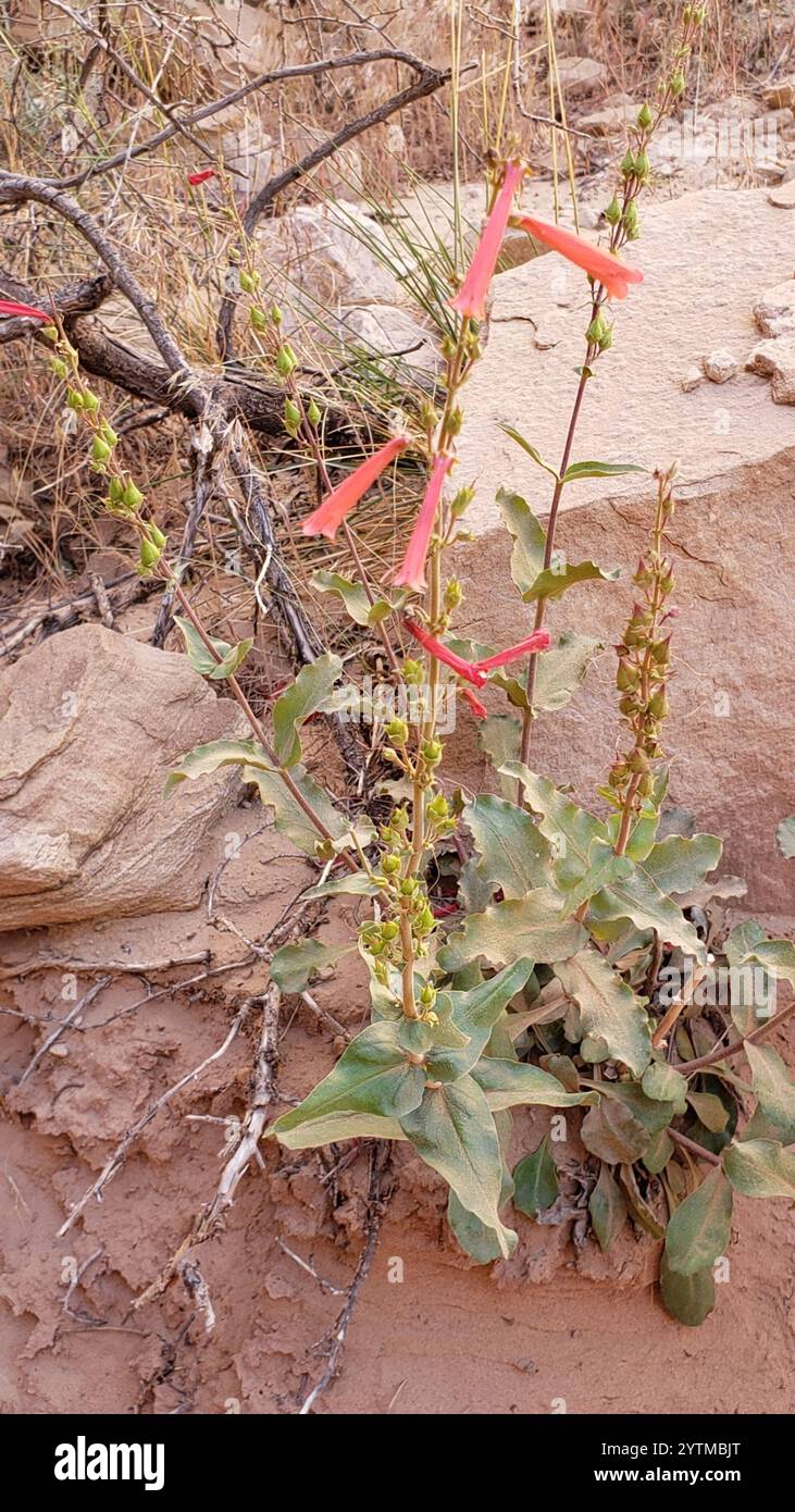 firecracker penstemon (Penstemon eatonii Stock Photo - Alamy