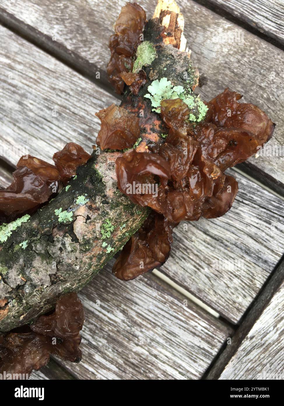 American Amber Jelly Fungus (Exidia crenata Stock Photo - Alamy