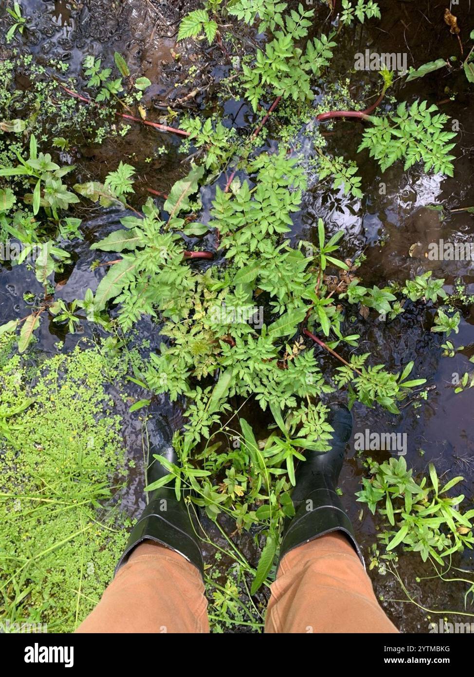 water hemlock (Cicuta maculata Stock Photo - Alamy