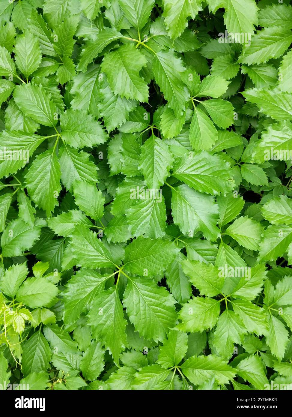 thicket creeper (Parthenocissus inserta Stock Photo - Alamy