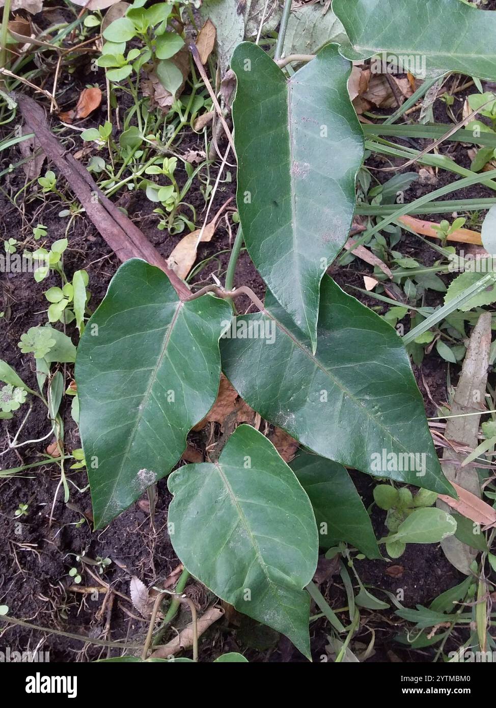 Moth Vine (Araujia sericifera Stock Photo - Alamy