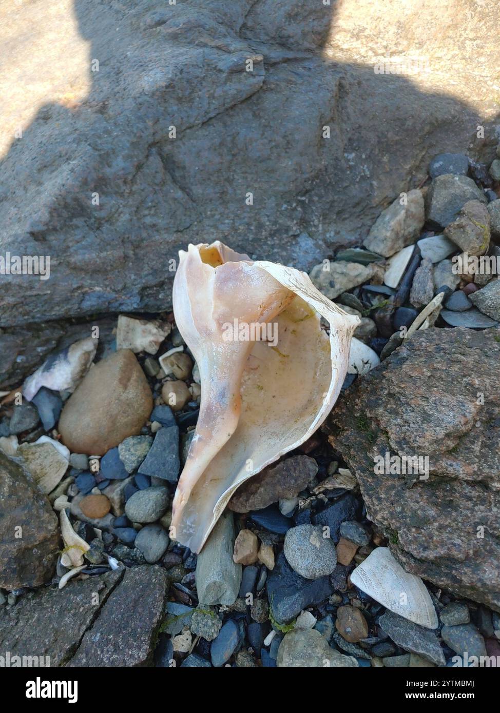Knobbed Whelk (Busycon carica Stock Photo - Alamy