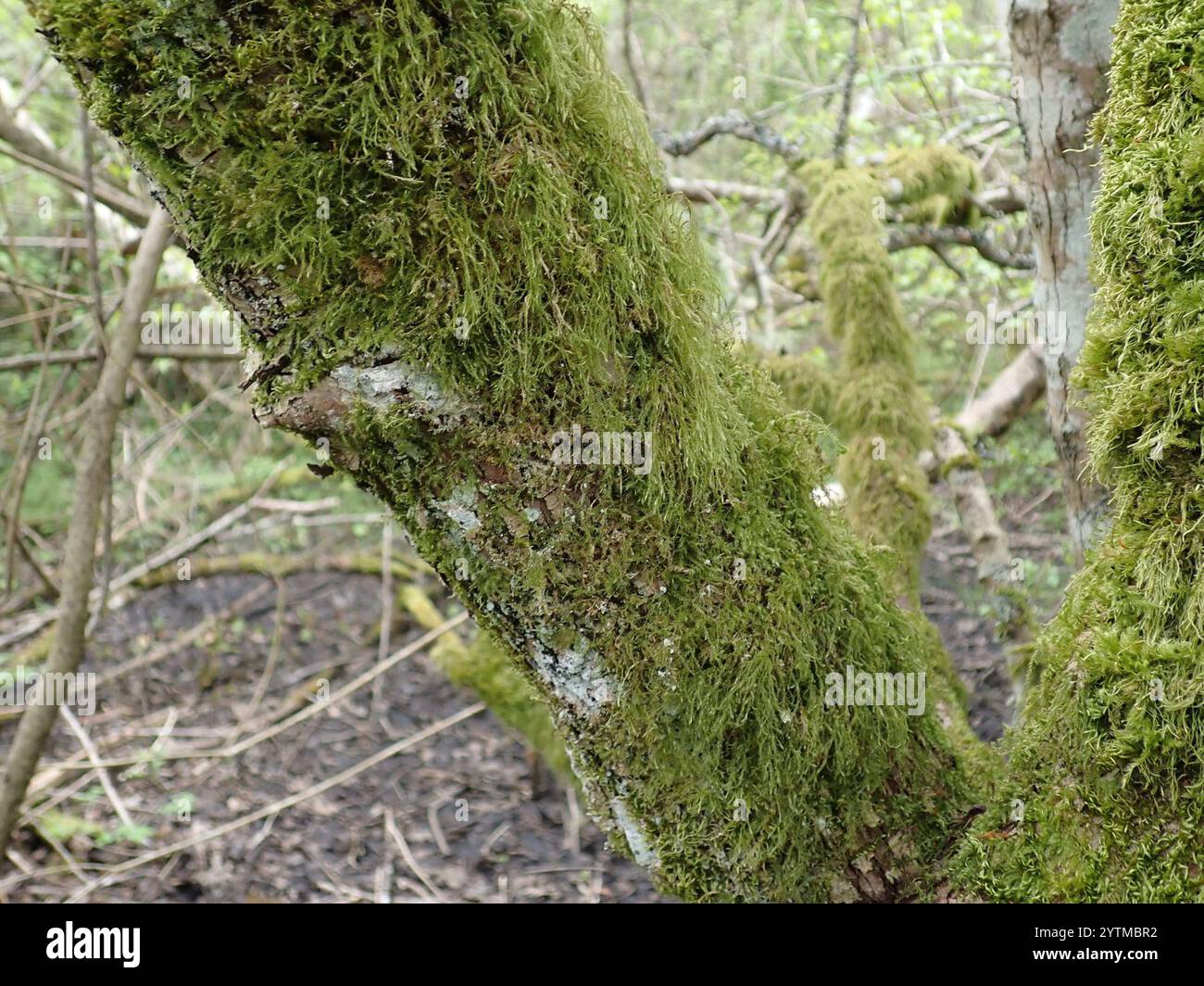 Cat's Tail Moss (Pseudisothecium stoloniferum Stock Photo - Alamy