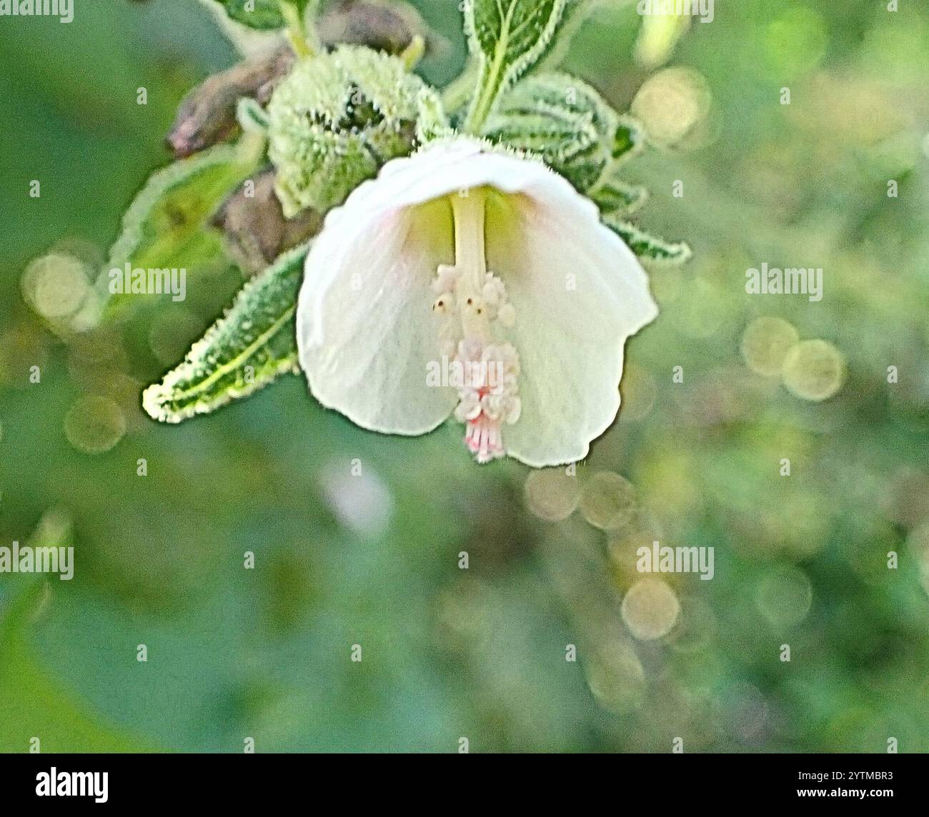 Pink swampmallow hi-res stock photography and images - Alamy