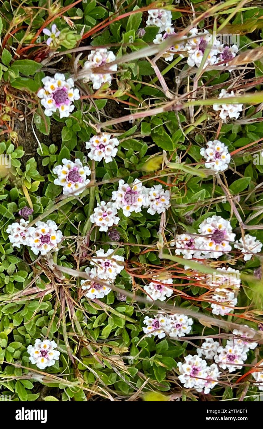 turkey tangle frogfruit (Phyla nodiflora Stock Photo - Alamy