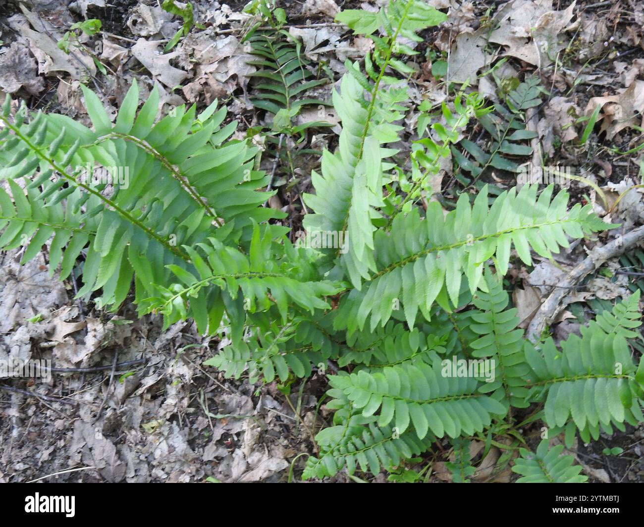 Christmas fern (Polystichum acrostichoides Stock Photo - Alamy