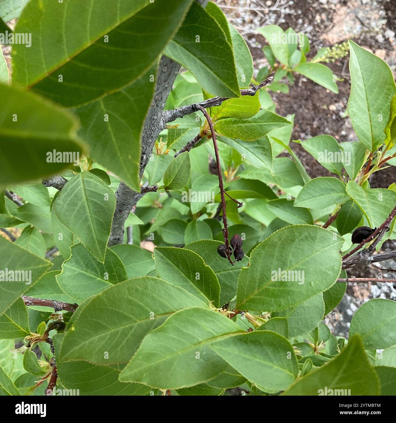 chokecherry (Prunus virginiana Stock Photo - Alamy