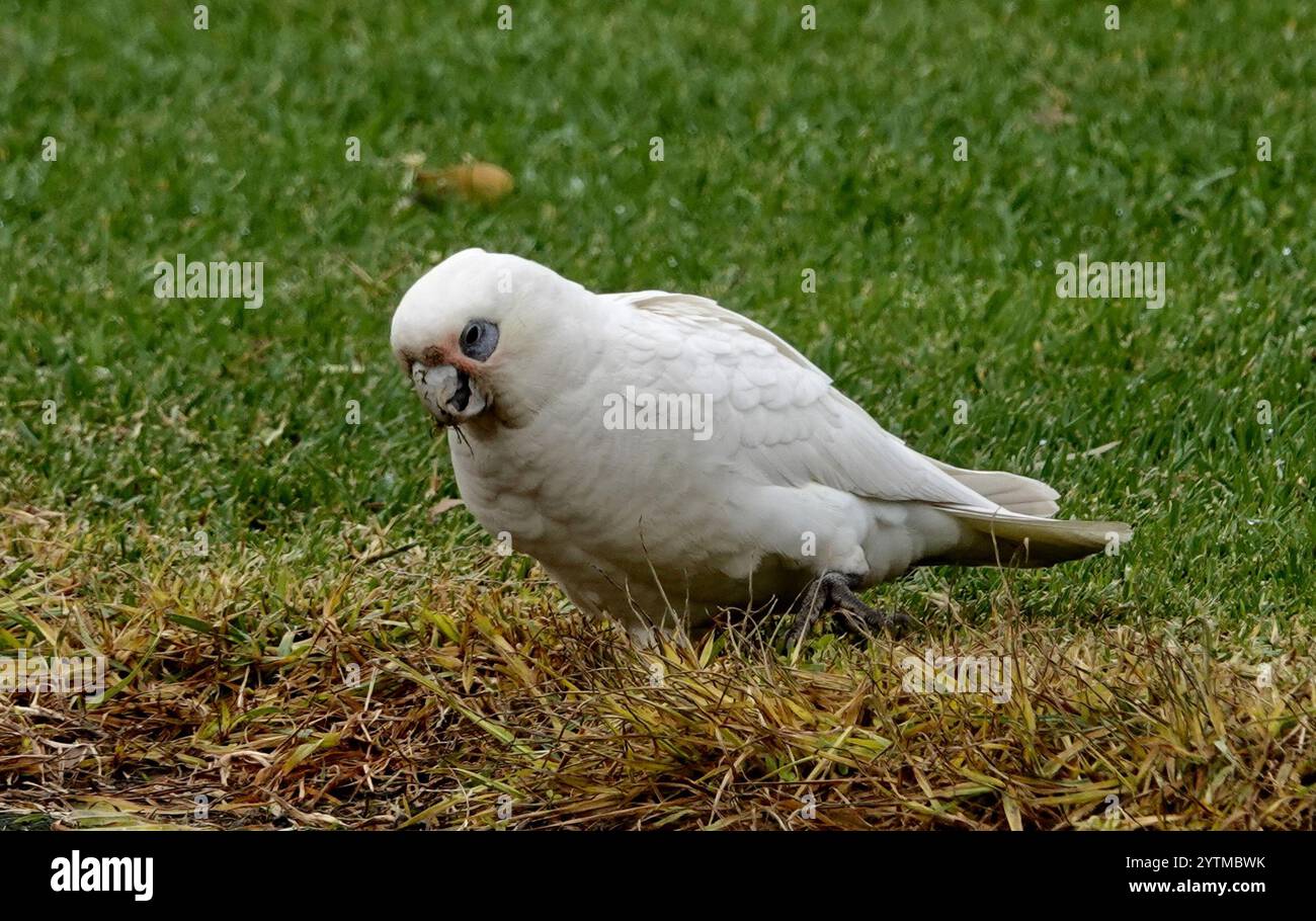 Little Corella (Cacatua sanguinea Stock Photo - Alamy