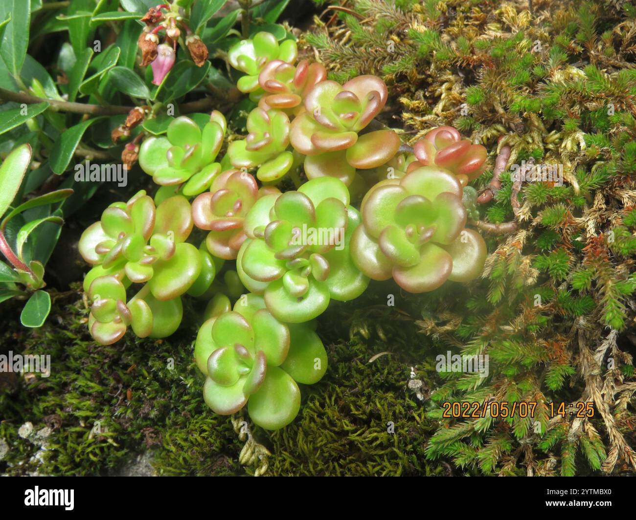 Oregon Stonecrop (Sedum oreganum Stock Photo - Alamy