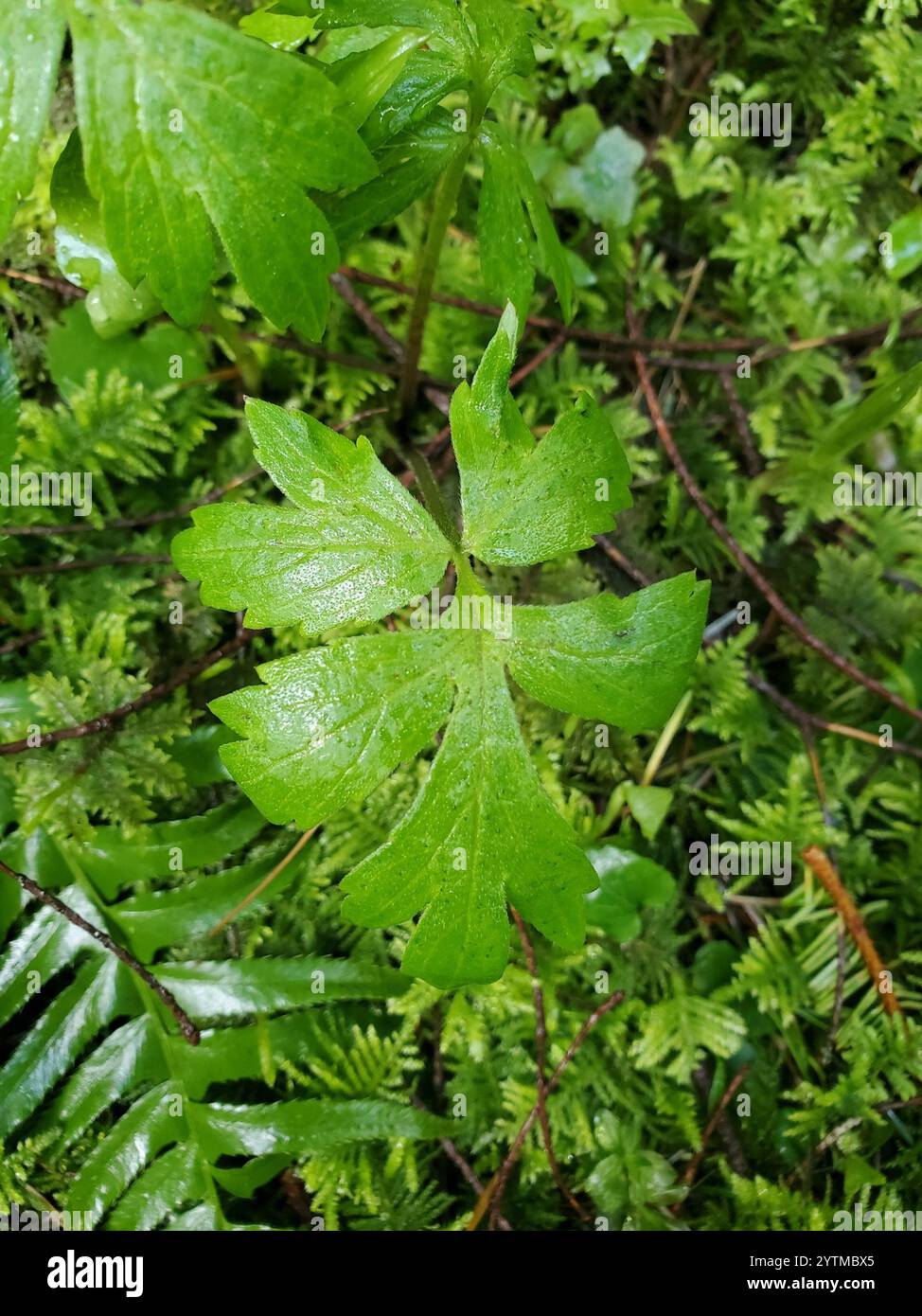 Hydrophyllum tenuipes hi-res stock photography and images - Alamy