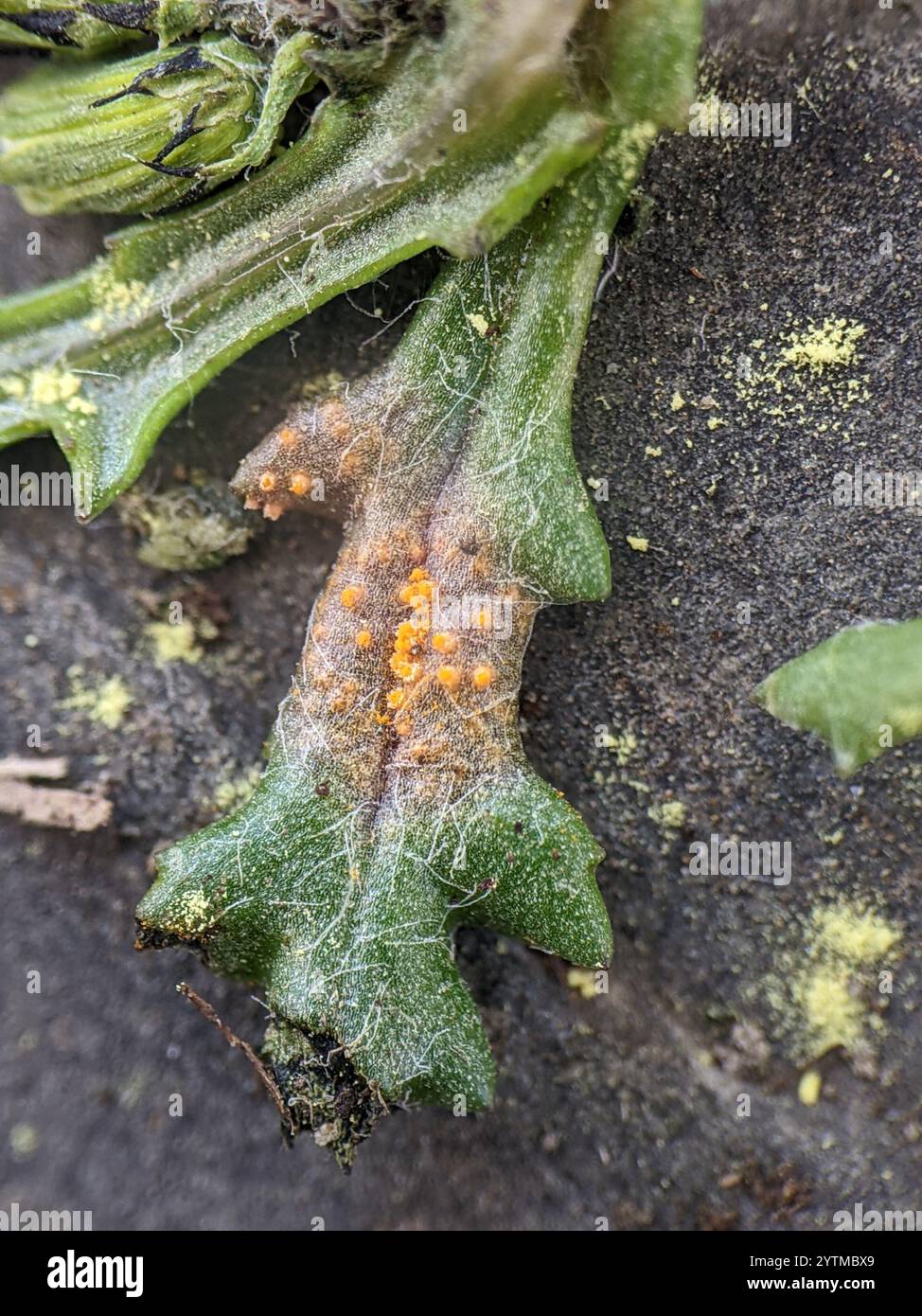 Groundsel crown rust (Puccinia lagenophorae Stock Photo - Alamy
