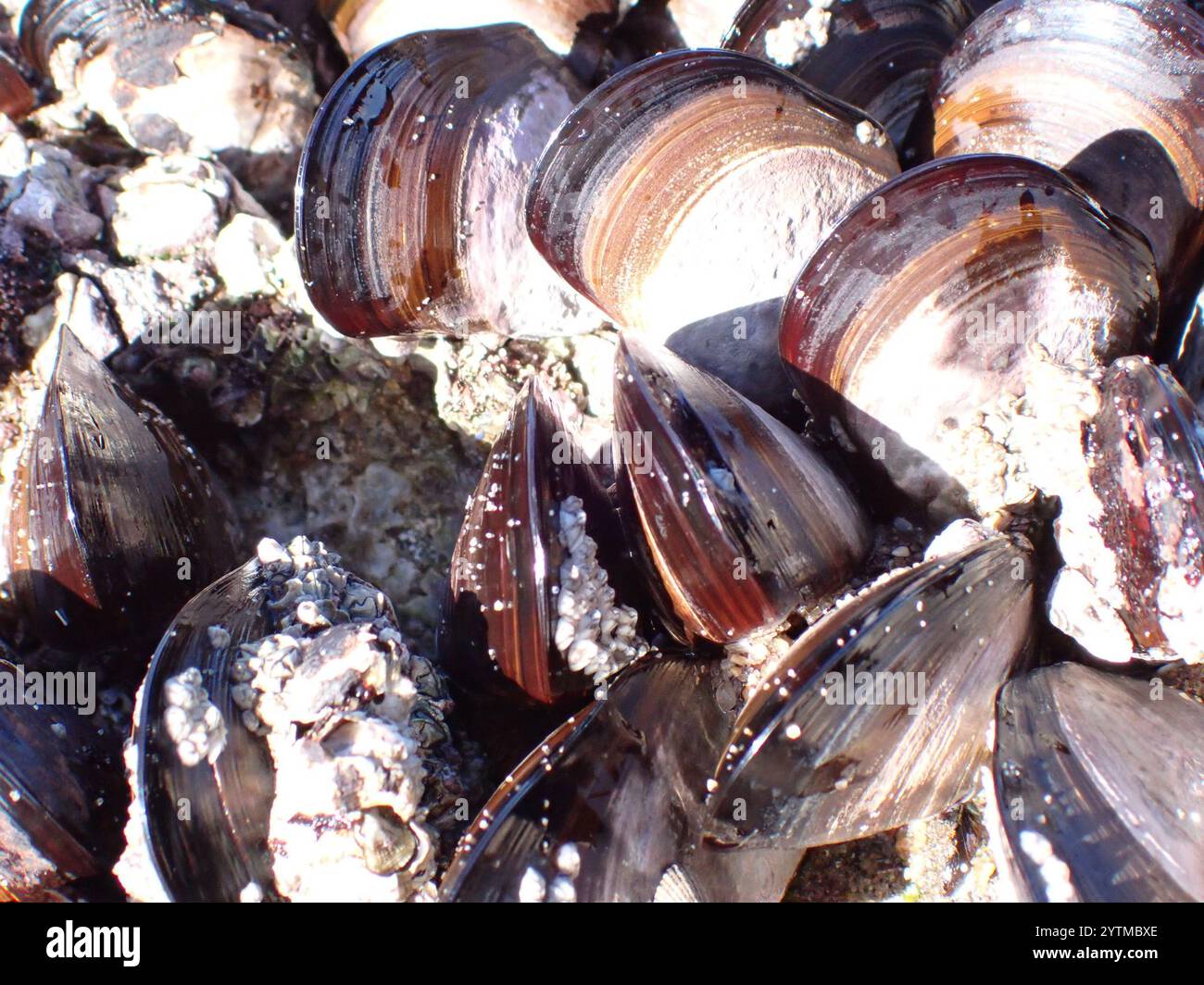 Brown Mussel (Perna perna Stock Photo - Alamy