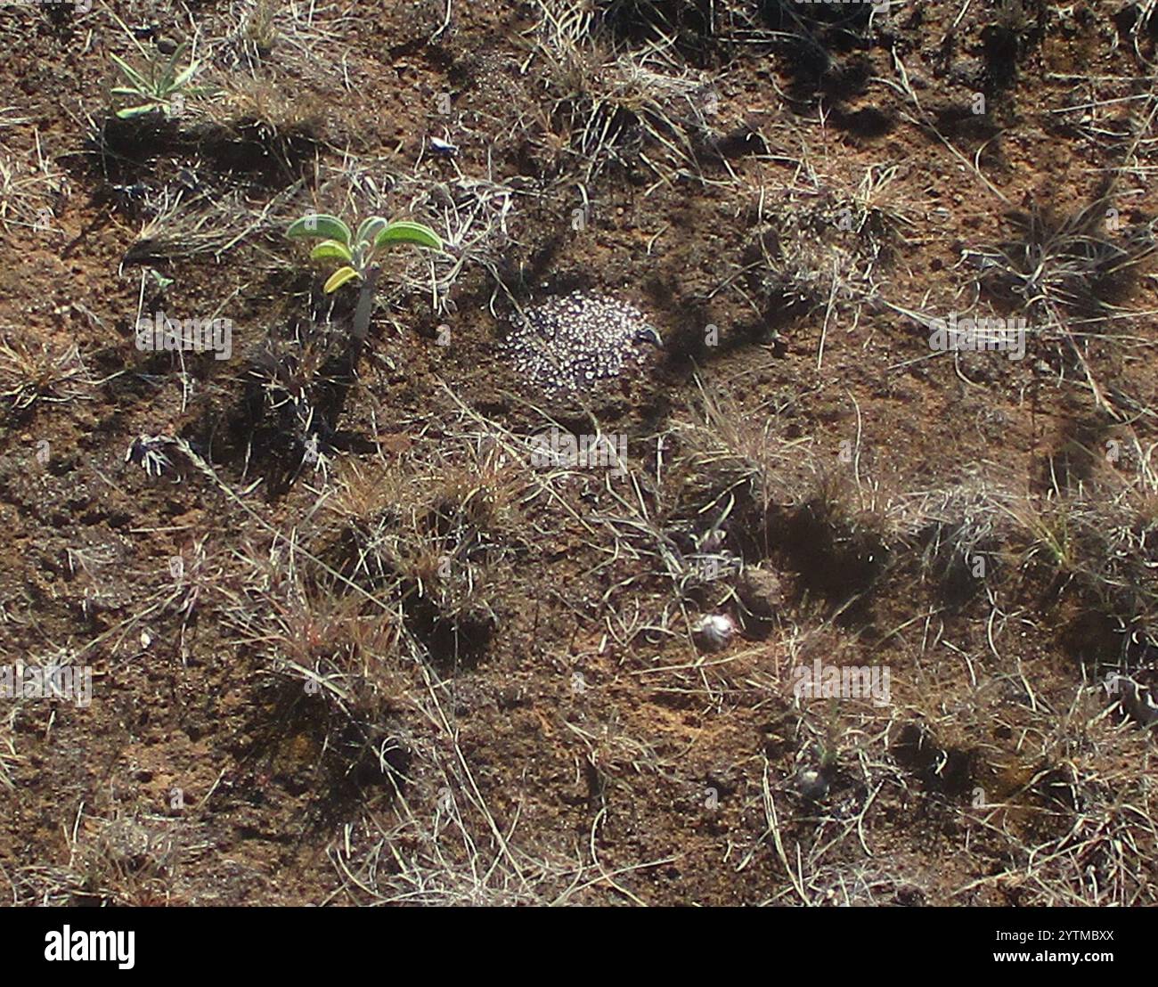 brick scale (Psora crenata Stock Photo - Alamy