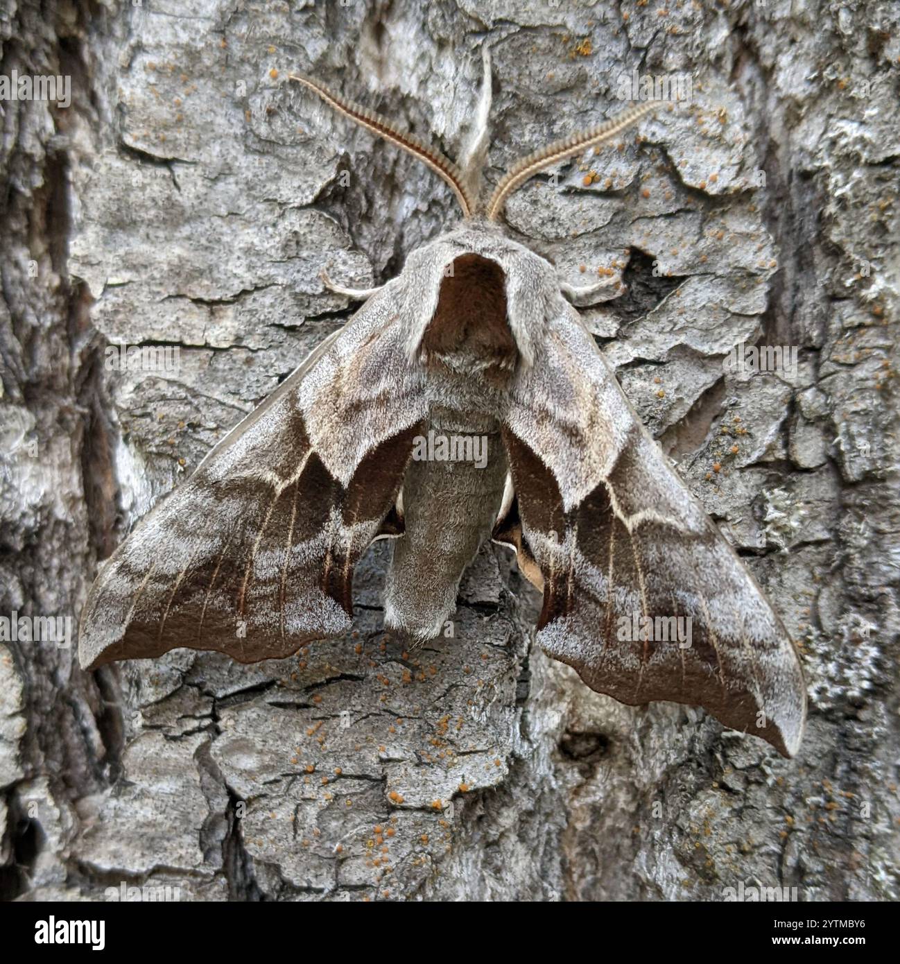 Western Eyed Sphinx (Smerinthus ophthalmica Stock Photo - Alamy
