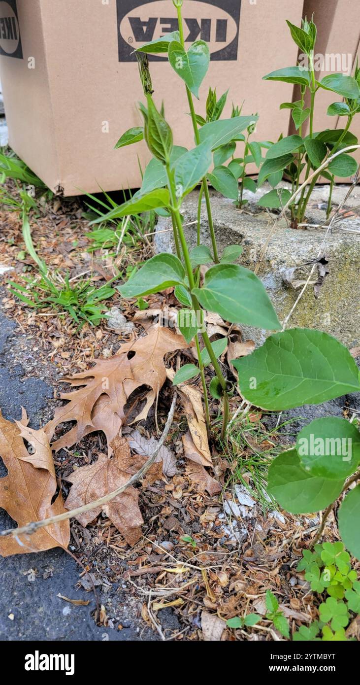 black swallow-wort (Vincetoxicum nigrum Stock Photo - Alamy