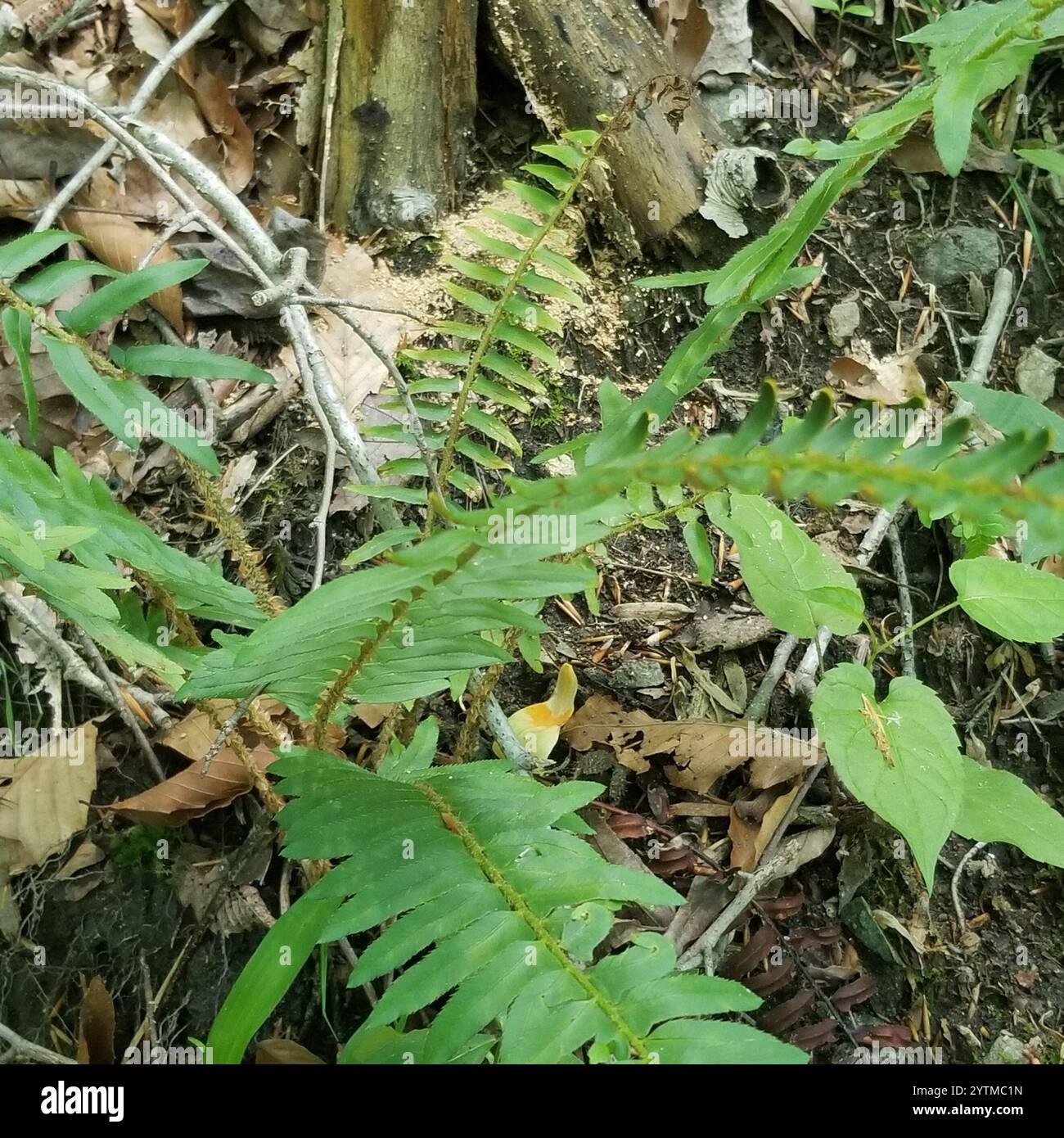 Christmas fern (Polystichum acrostichoides Stock Photo - Alamy