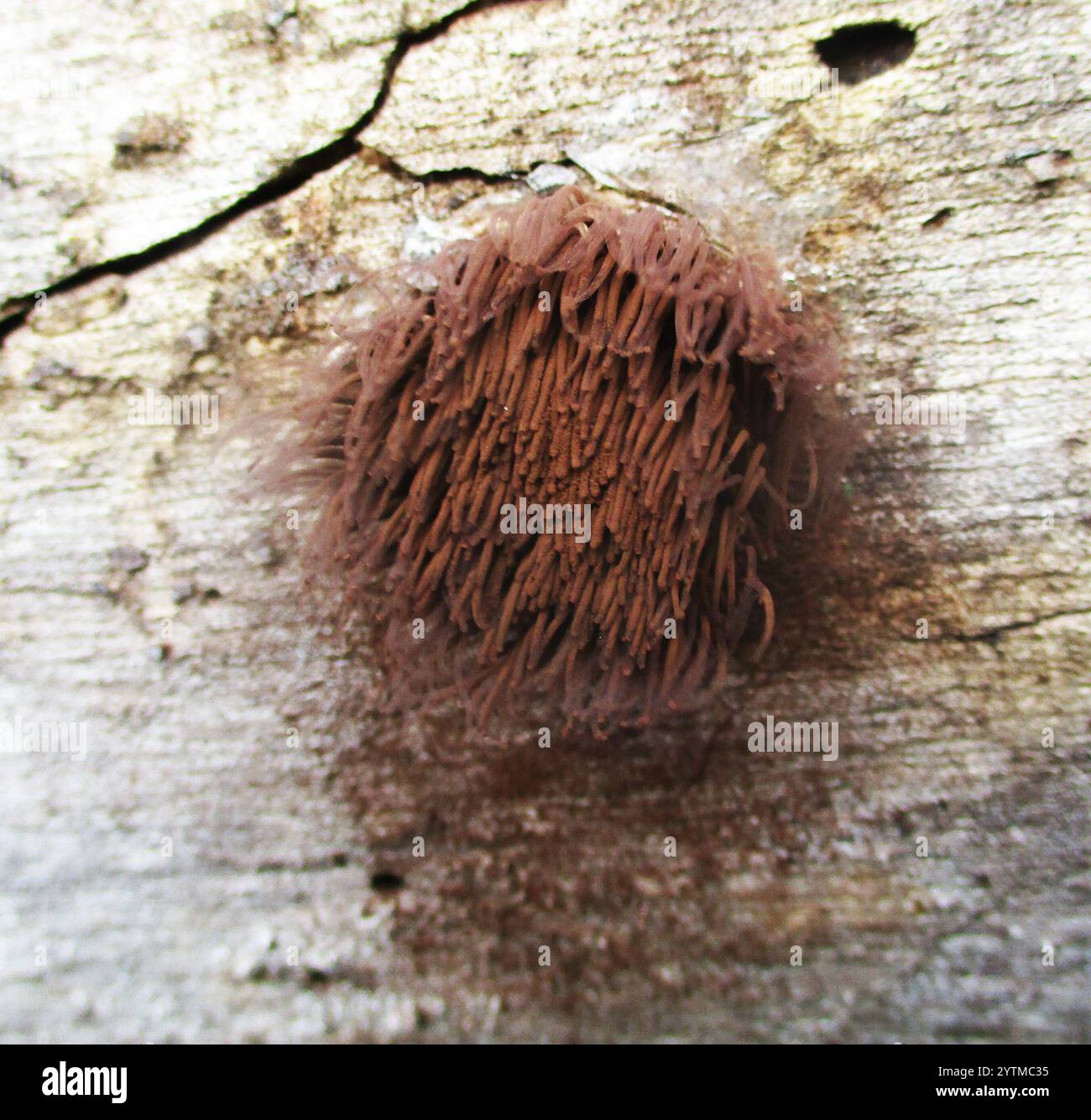 Chocolate Tube Slimes (Stemonitis Stock Photo - Alamy